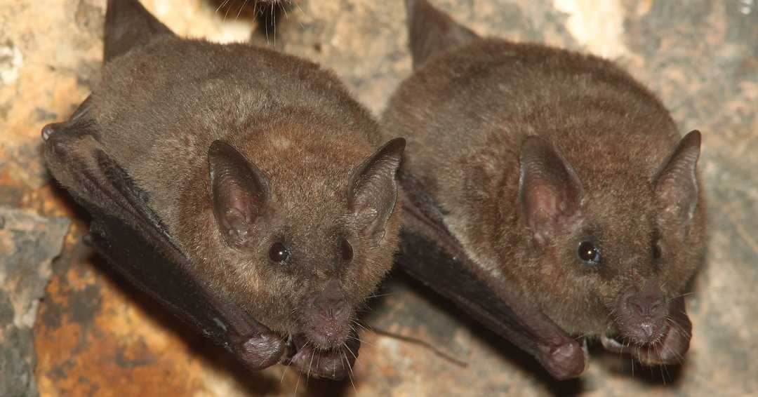 Long-Eared Myotis (Myotis evotis) | Bat Acoustic Monitoring ...